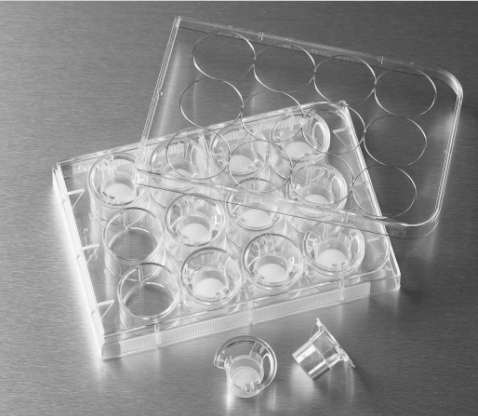 Transwell-24膜嵌套，6.5mm直径，8.0um孔径PC膜，PC（聚碳酸酯）灭菌，12个/包，4包/箱